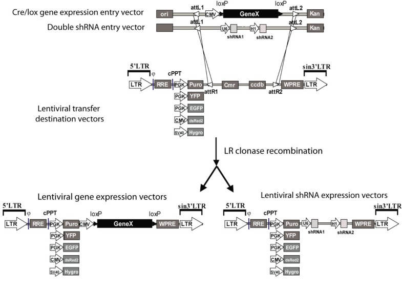 Modified Gateway System For Double Shrna Expression And Cre Lox Based