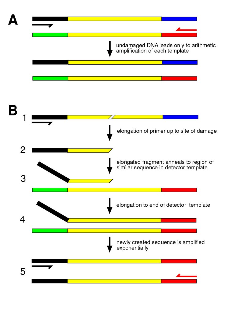 Signal and noise in bridging PCR | BMC Biotechnology | Full Text
