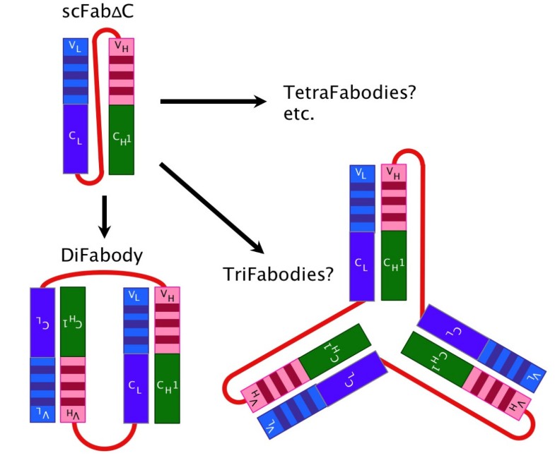Single chain Fab (scFab) fragment | BMC Biotechnology | Full Text