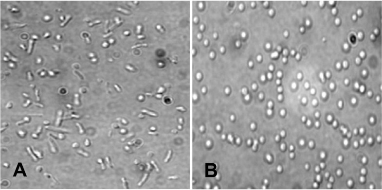 Recombinant gas vesicles from Halobacterium sp. displaying SIV peptides ...