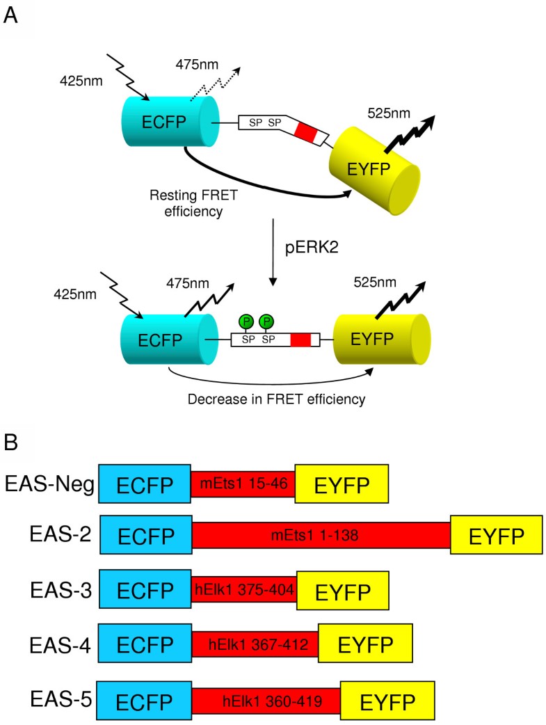 Development of ERK Activity Sensor, an in vitro, FRET-based sensor of ...