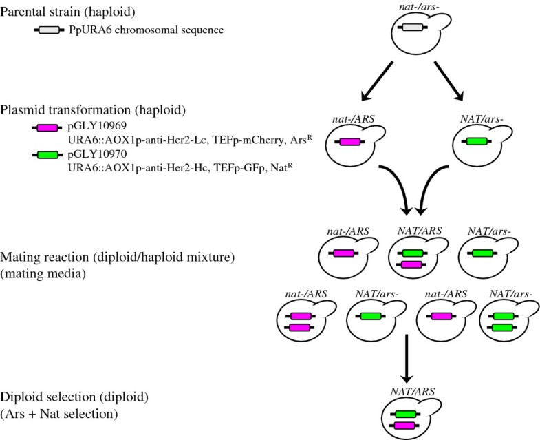Generation Of Diploid Pichia Pastoris Strains By Mating And Their