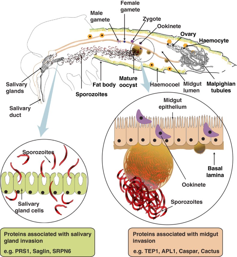 A compendium of molecules involved in vector-pathogen interactions ...