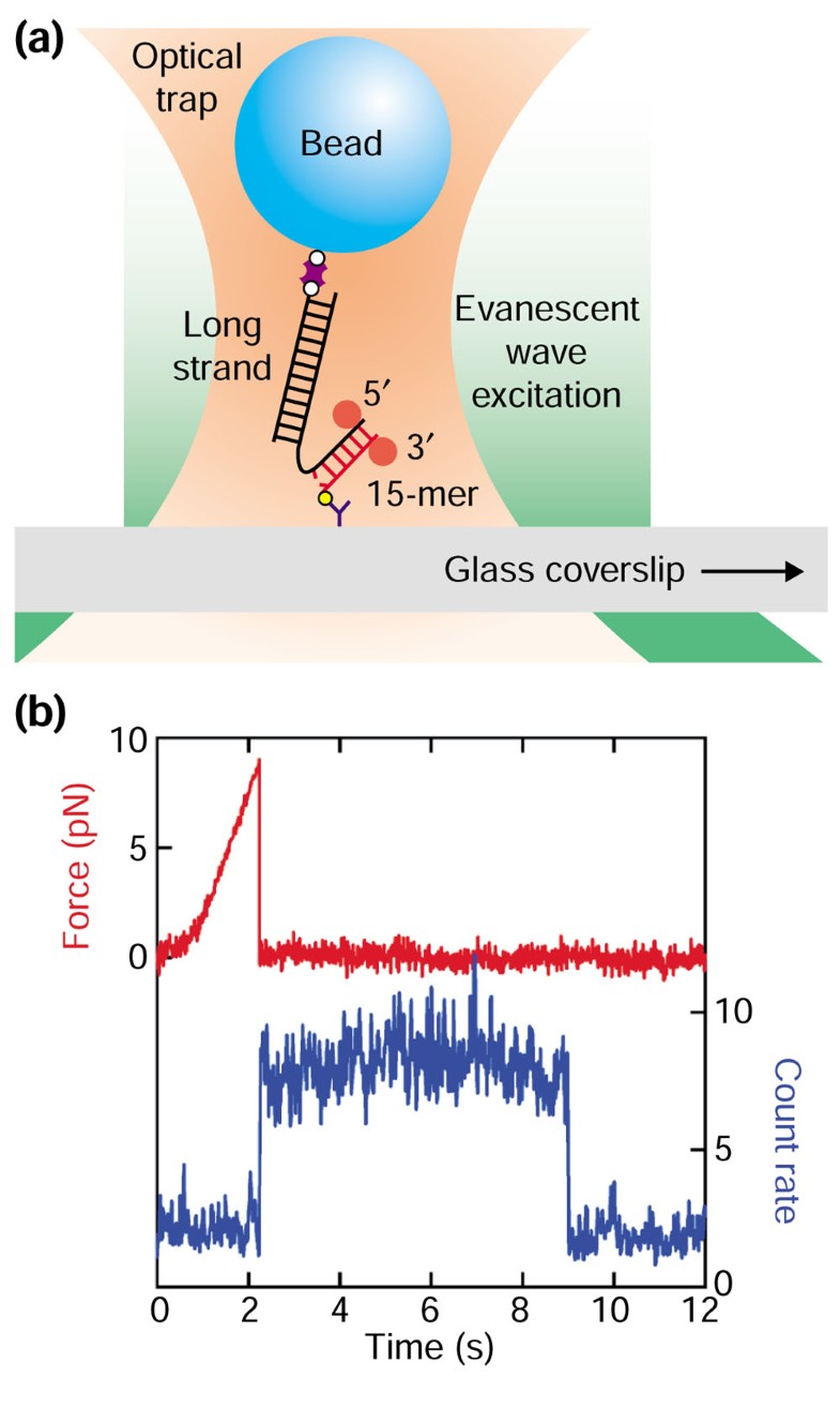 Combined optical trapping and single-molecule fluorescence | Journal of ...