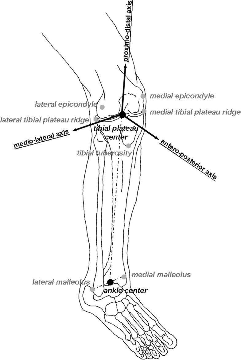 Human knee laxity in ACL-deficient and physiological contralateral ...