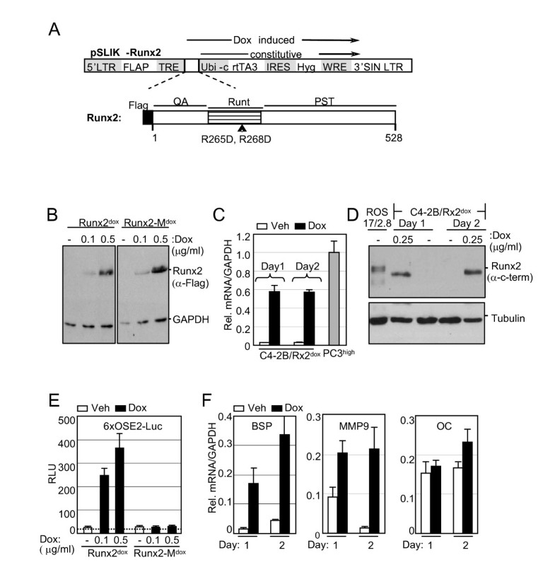 Runx2 Transcriptome Of Prostate Cancer Cells Insights Into