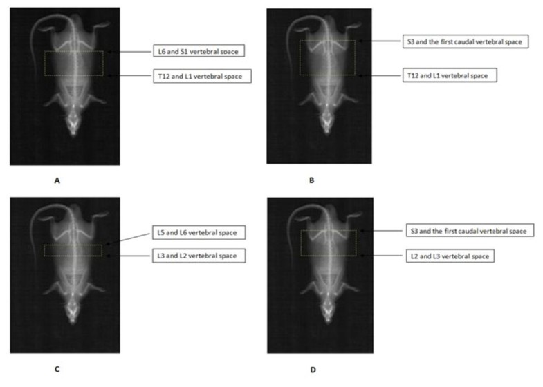 Visceral fat mass determination in rodent: validation of dual-energy x ...