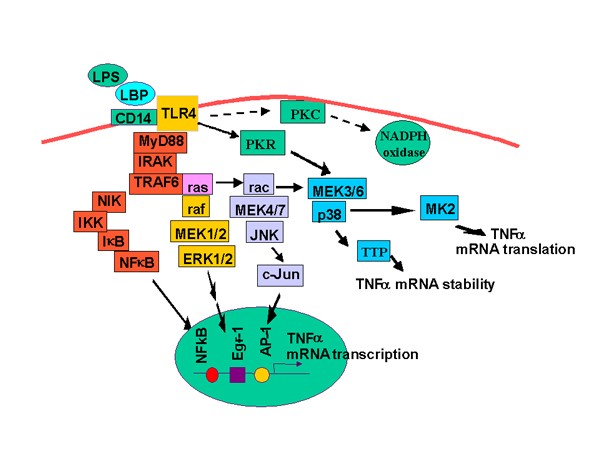 Lipopolysaccharide-mediated signal transduction: Stabilization of TNF ...