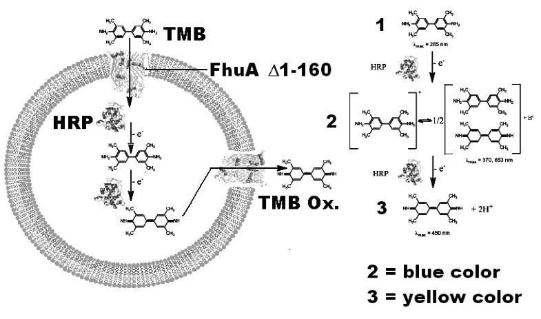 Molecular understanding of sterically controlled compound release ...