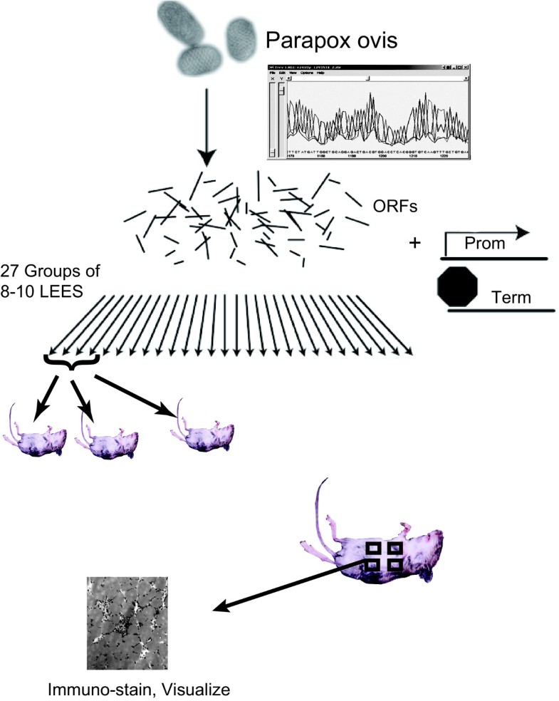 Novel immune-modulator identified by a rapid, functional screen of the ...