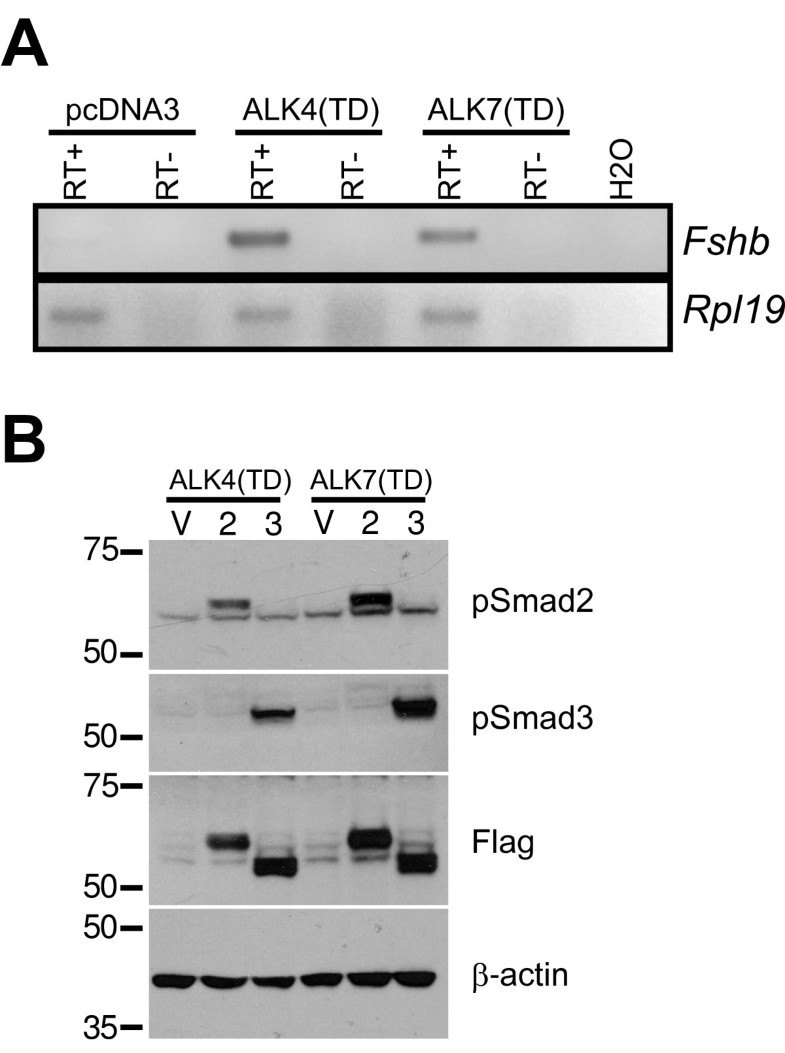 Activin B can signal through both ALK4 and ALK7 in gonadotrope cells ...