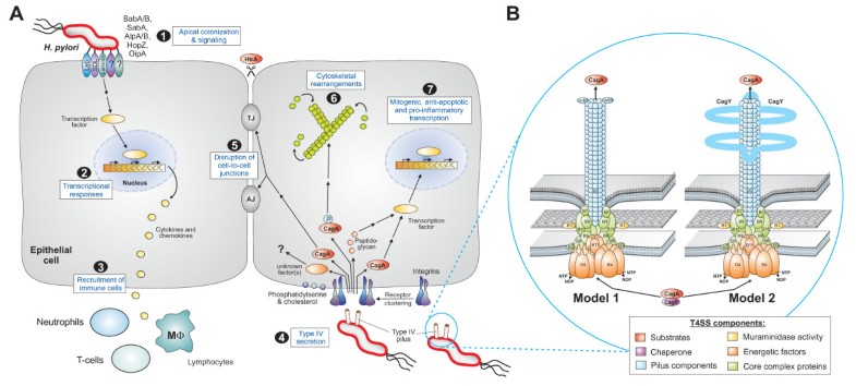 Molecular mechanisms of gastric epithelial cell adhesion and injection ...