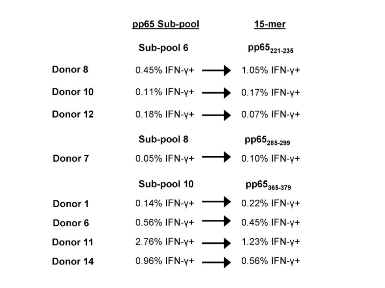 CMV pp65 and IE-1 T cell epitopes recognized by healthy subjects ...