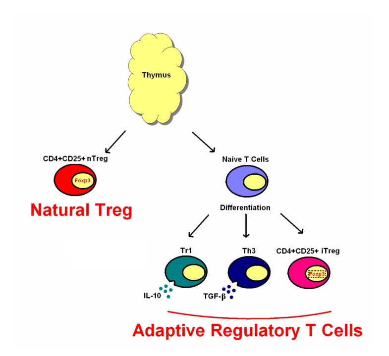 Regulatory T cells and their role in rheumatic diseases: a potential ...