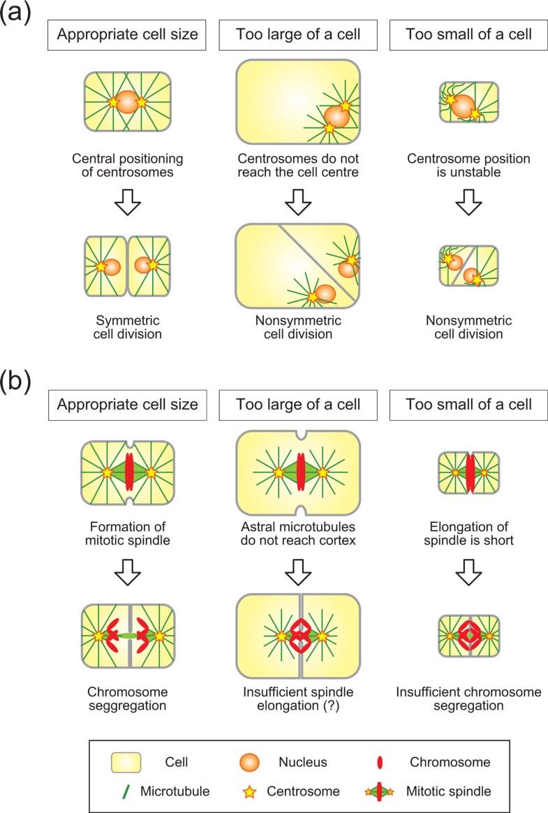 What determines cell size? | BMC Biology | Full Text