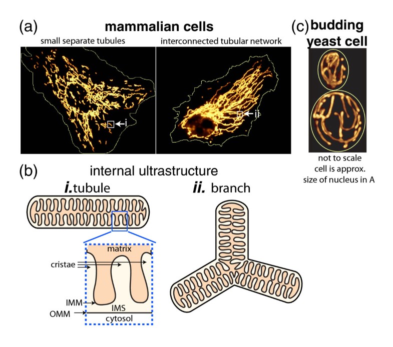Mitochondrial network morphology: building an integrative, geometrical ...