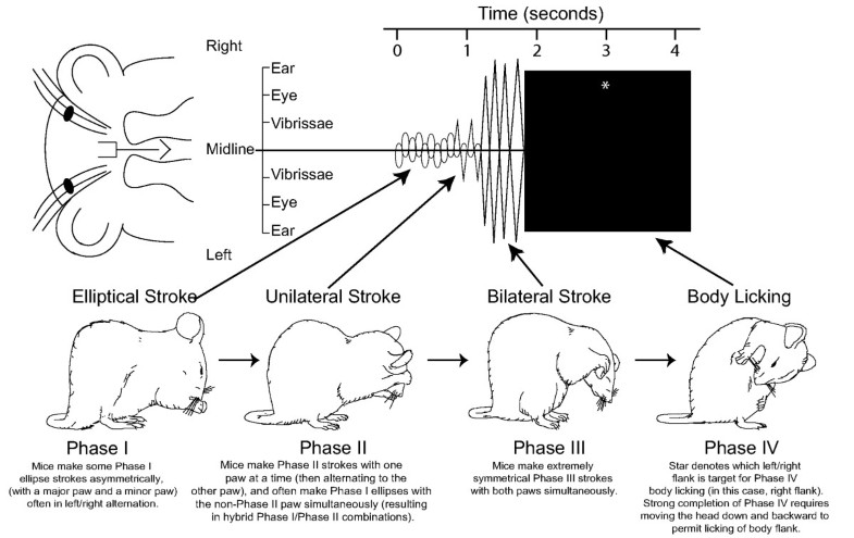 Sequential super-stereotypy of an instinctive fixed action pattern in ...