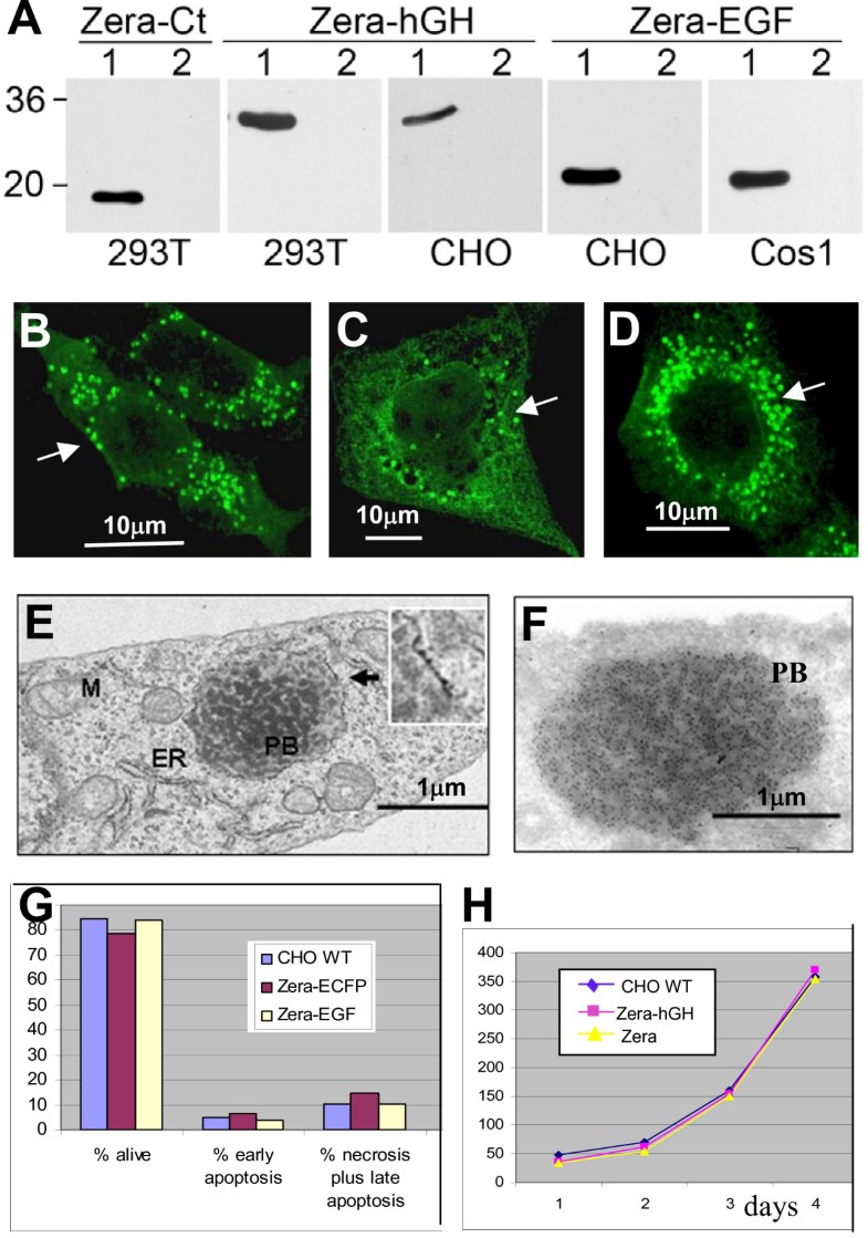 Eukaryotic protein production in designed storage organelles | BMC ...