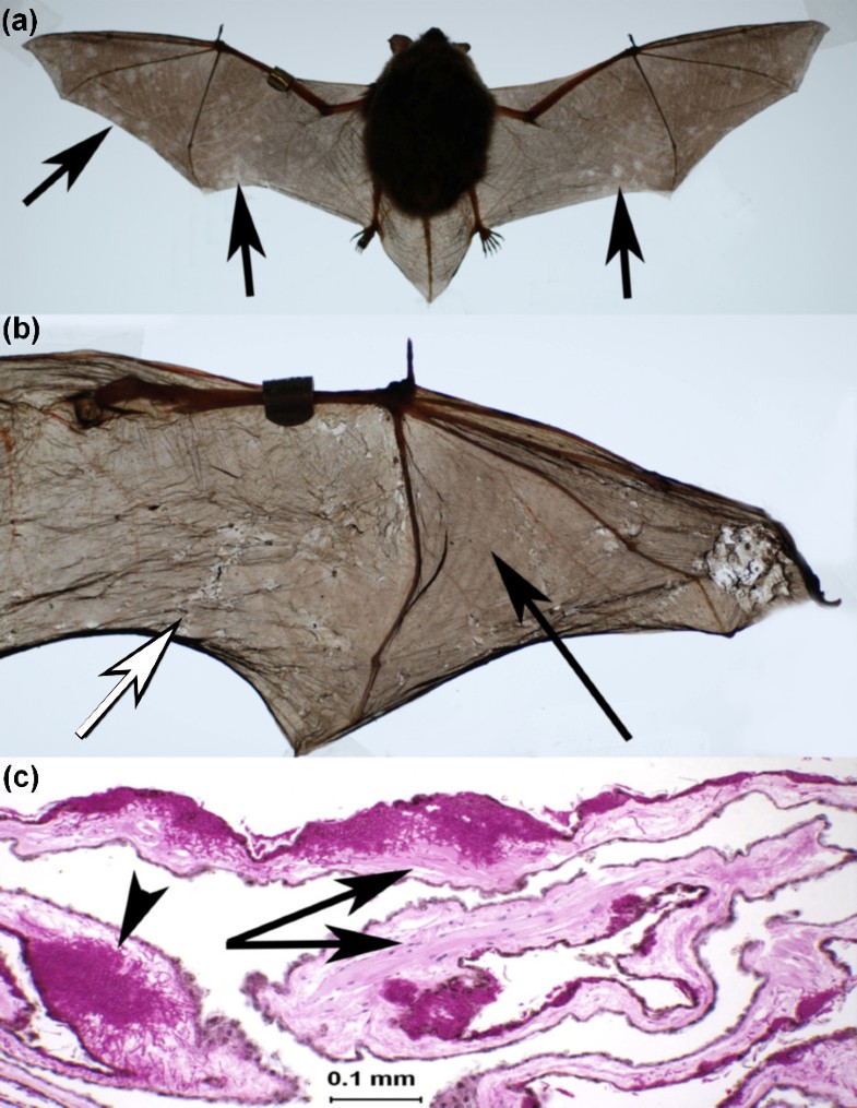 Wing pathology of white-nose syndrome in bats suggests life-threatening ...