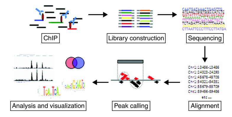 Q&A: ChIP-seq technologies and the study of gene regulation | BMC ...