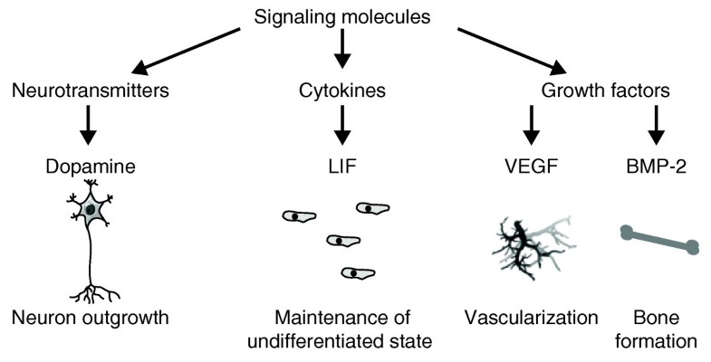 Smart biomaterials - regulating cell behavior through signaling ...