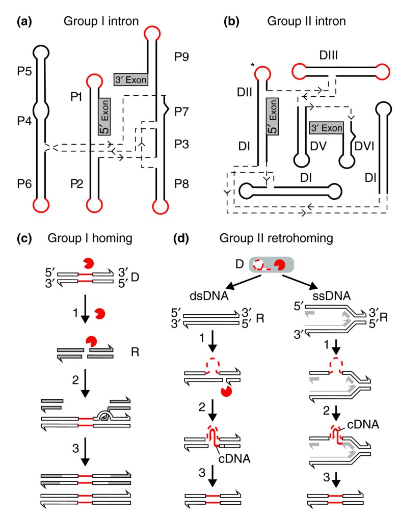 Learning to live together: mutualism between self-splicing introns and ...
