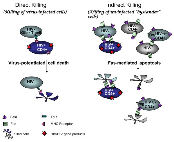 Role of the Fas/FasL Pathway in HIV or SIV Disease | Retrovirology ...