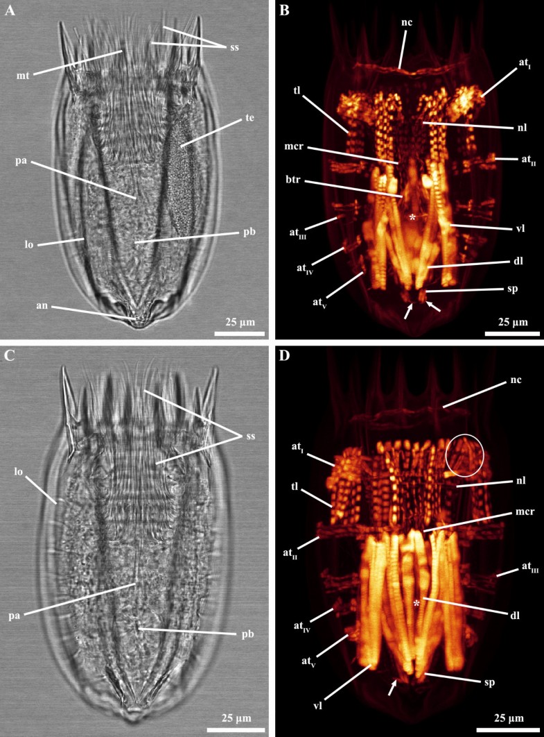 A complete three-dimensional reconstruction of the myoanatomy of ...