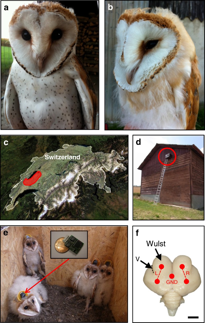 Linking melanism to brain development: expression of a melanism-related ...