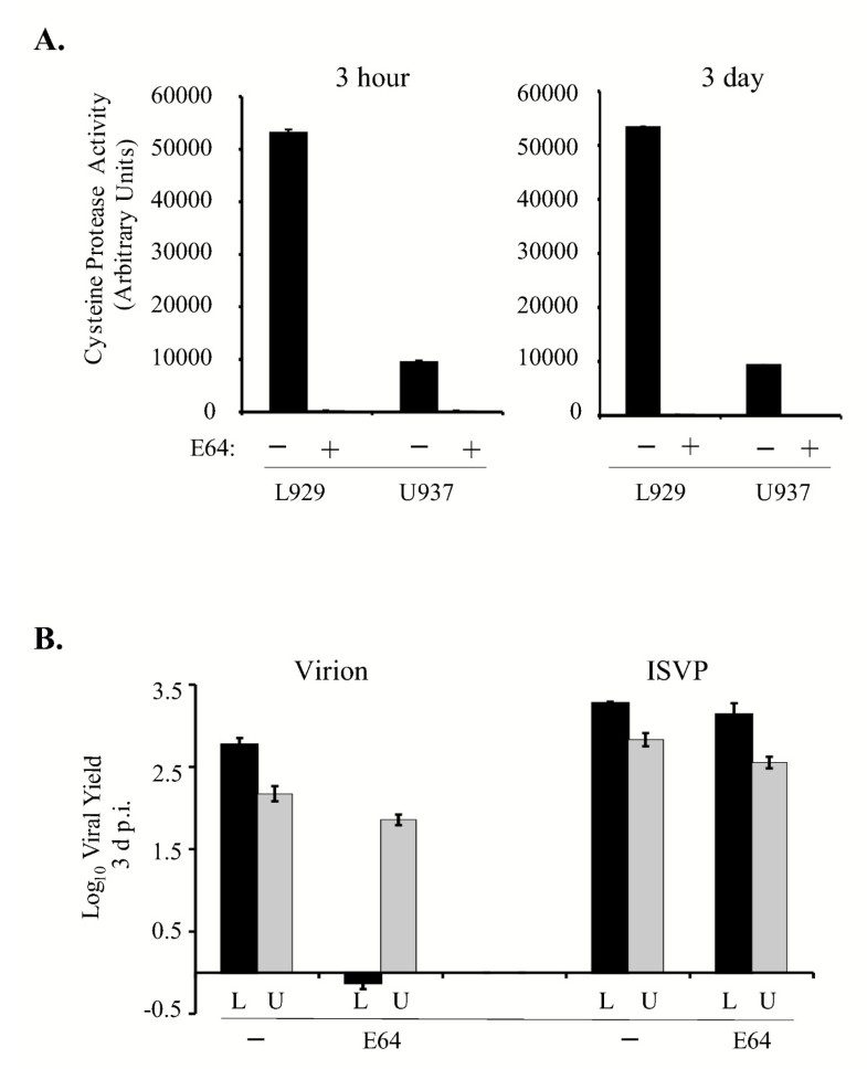 Neutrophil elastase, an acid-independent serine protease, facilitates ...