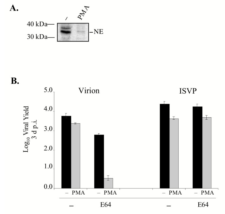 Neutrophil elastase, an acid-independent serine protease, facilitates ...