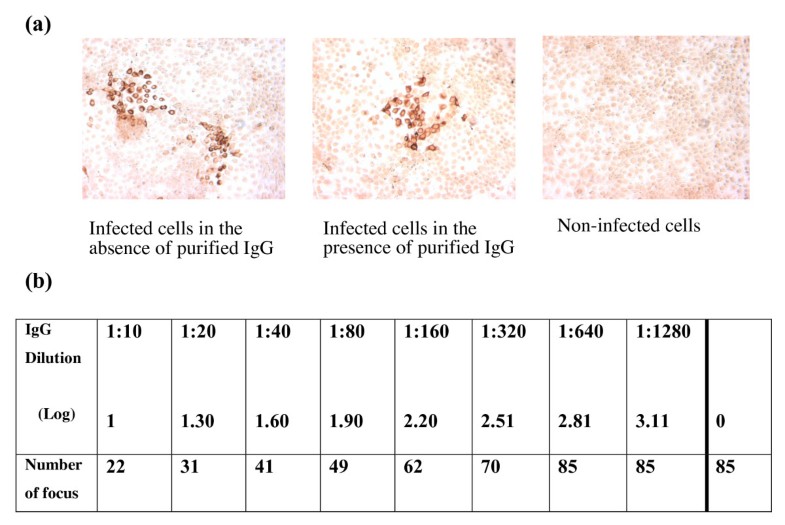 A focus reduction neutralization assay for hepatitis C virus ...