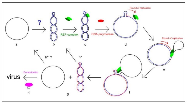 Replication of porcine circoviruses | Virology Journal | Full Text