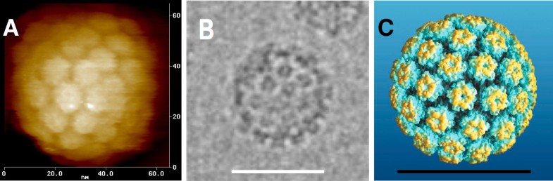Disassembly and reassembly of human papillomavirus virus-like particles ...