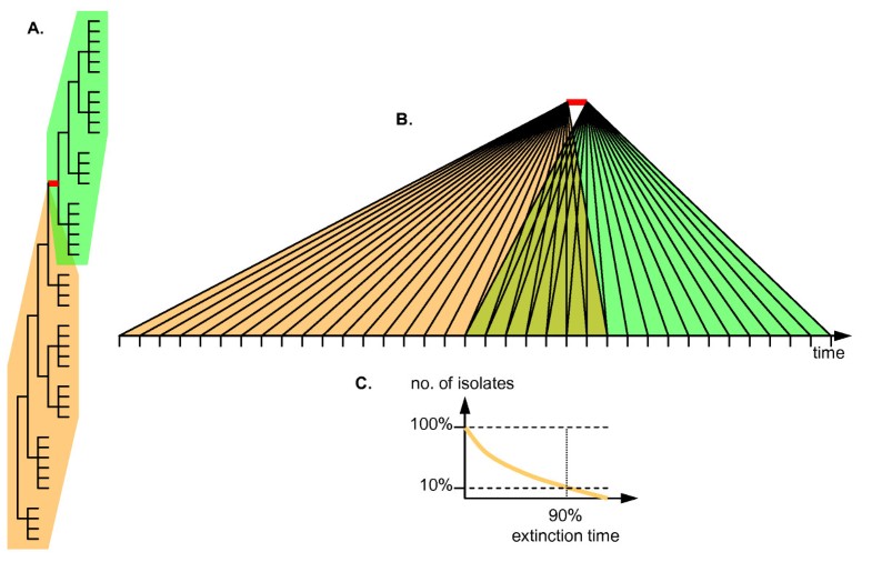 Long intervals of stasis punctuated by bursts of positive selection in ...