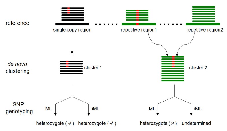 Reference-free SNP calling: improved accuracy by preventing incorrect ...