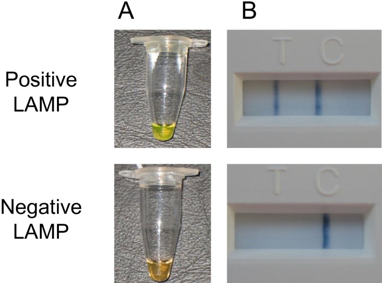 Detection of capripoxvirus DNA using a novel loop-mediated isothermal ...
