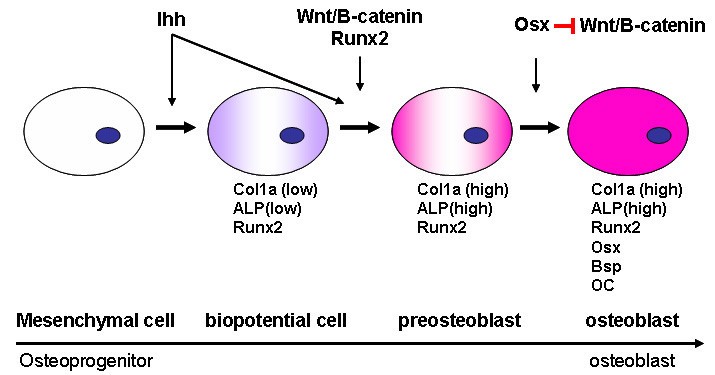 Transcriptional regulation of bone formation by the osteoblast-specific transcription factor Osx ...