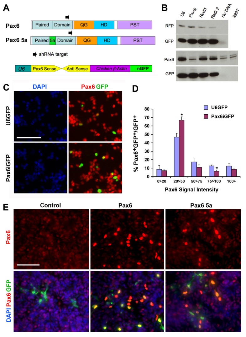 Dynamic Pax6 expression during the neurogenic cell cycle influences ...