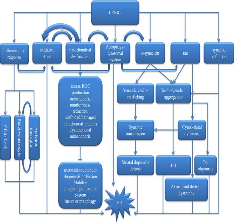The role of the LRRK2 gene in Parkinsonism | Molecular Neurodegeneration | Full Text