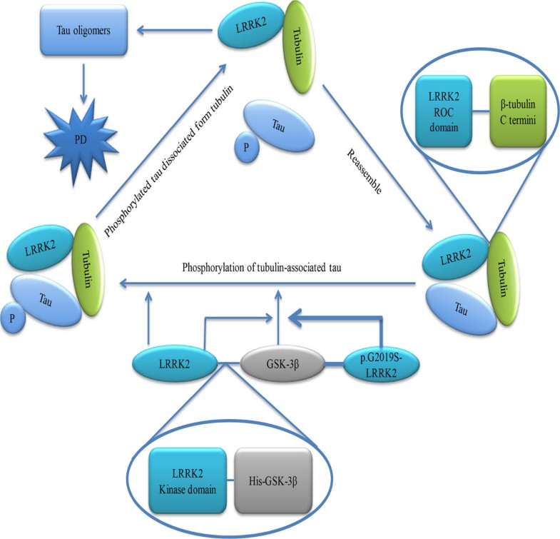 The role of the LRRK2 gene in Parkinsonism | Molecular ...