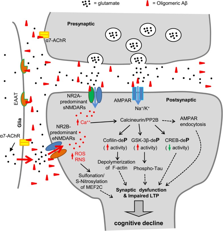 Oligomeric Aβ-induced synaptic dysfunction in Alzheimer’s disease ...