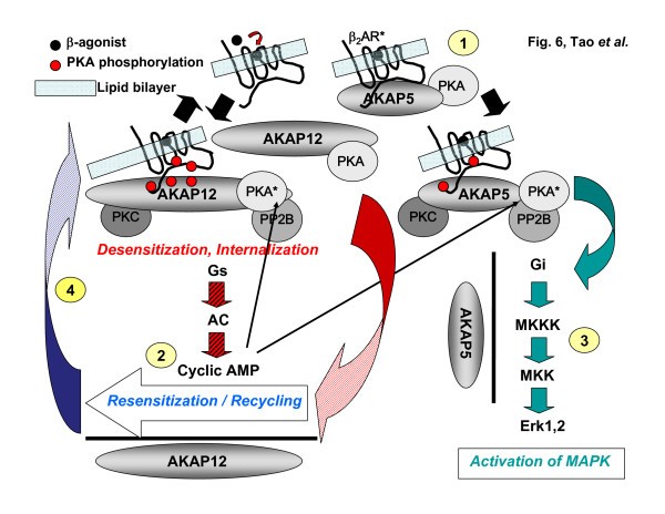 G-protein-coupled receptor-associated A-kinase anchoring proteins AKAP5 ...