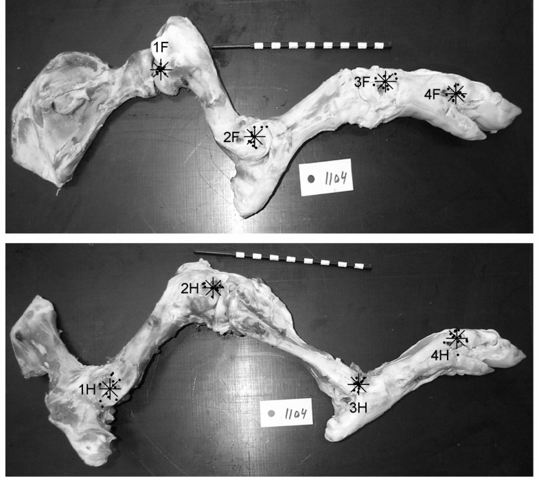 Joint axes of rotation and body segment parameters of pig limbs | Acta ...