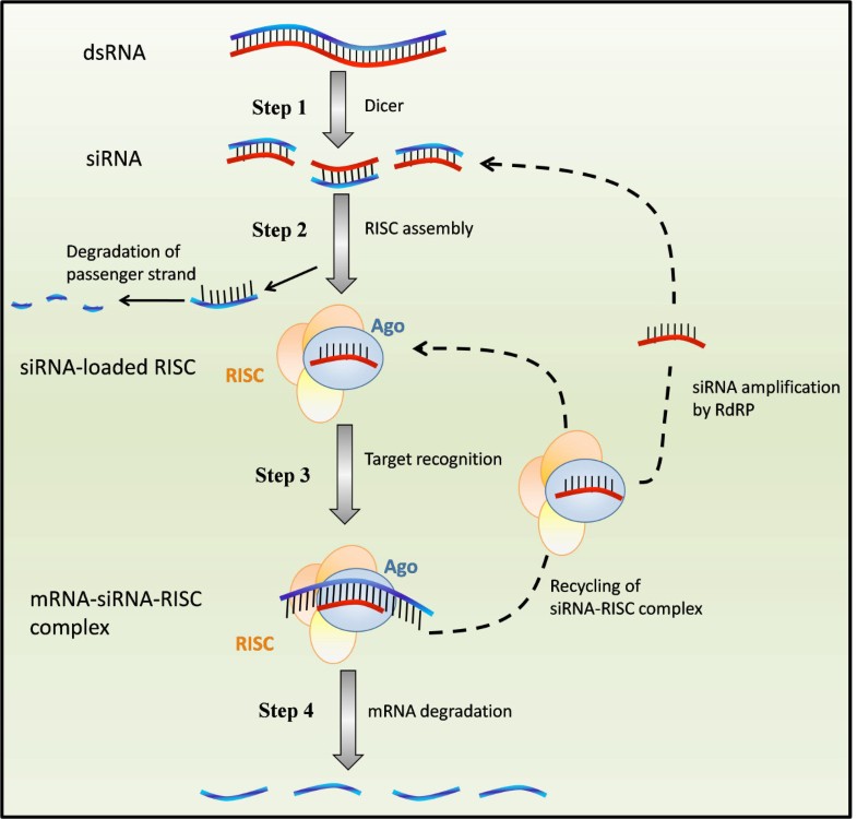 Modeling RNA interference in mammalian cells | BMC Systems Biology ...