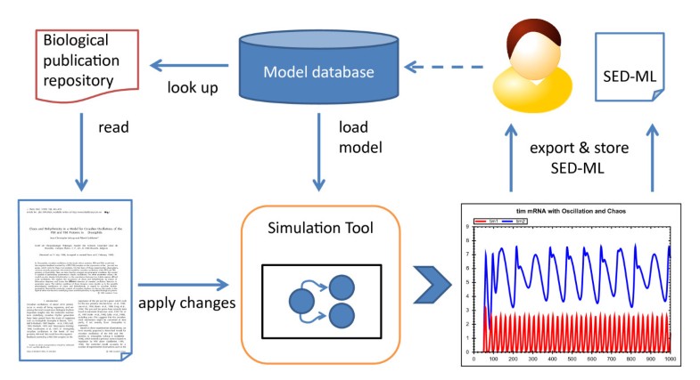 Reproducible computational biology experiments with SED-ML - The Simulation Experiment ...