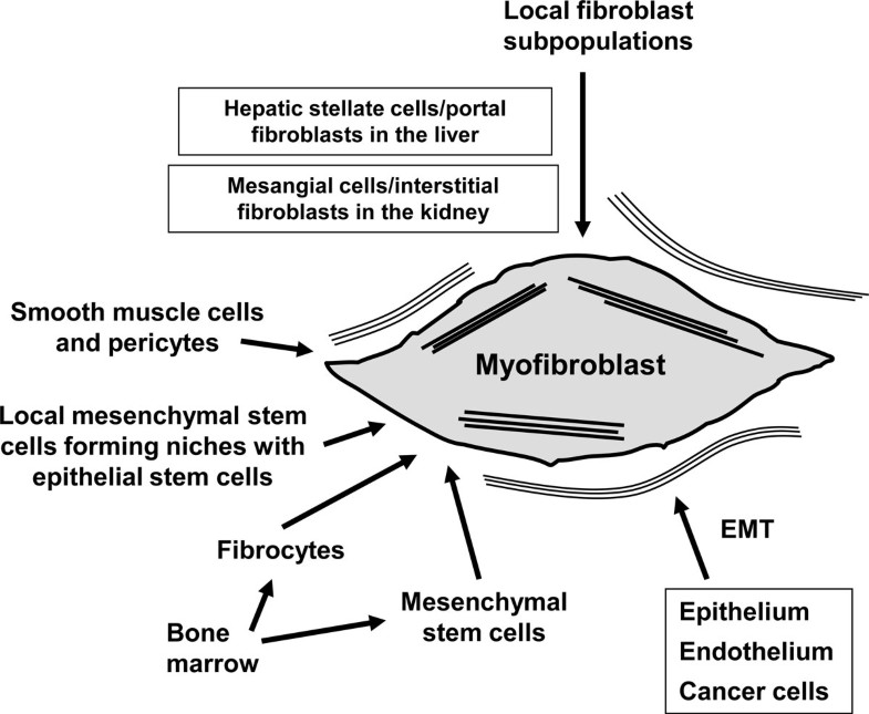 The myofibroblast, multiple origins for major roles in normal and ...