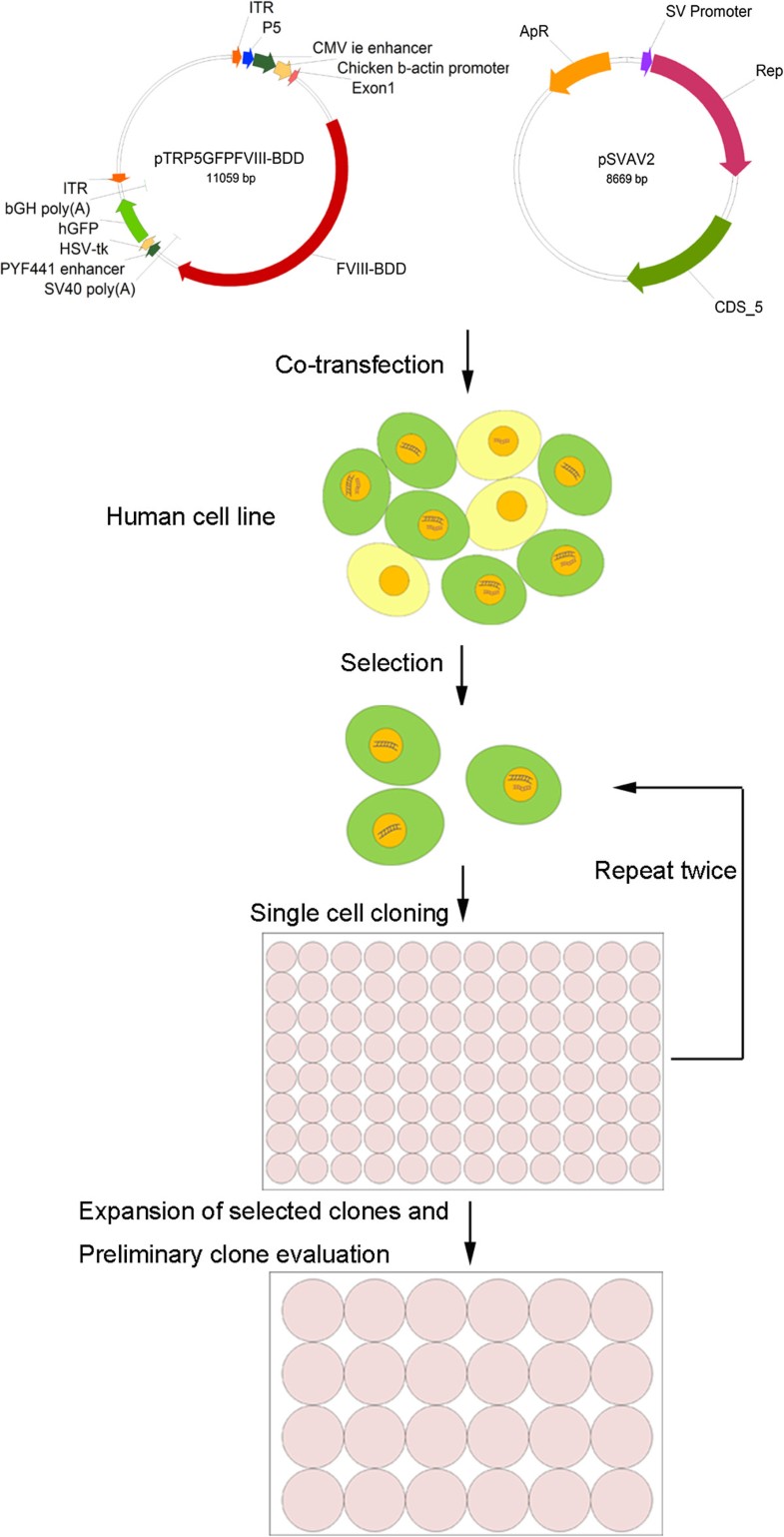 Rapid establishment of a HEK 293 cell line expressing FVIII-BDD using AAV site-specific ...