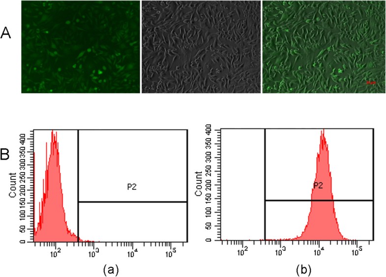 Rapid establishment of a HEK 293 cell line expressing FVIII-BDD using ...
