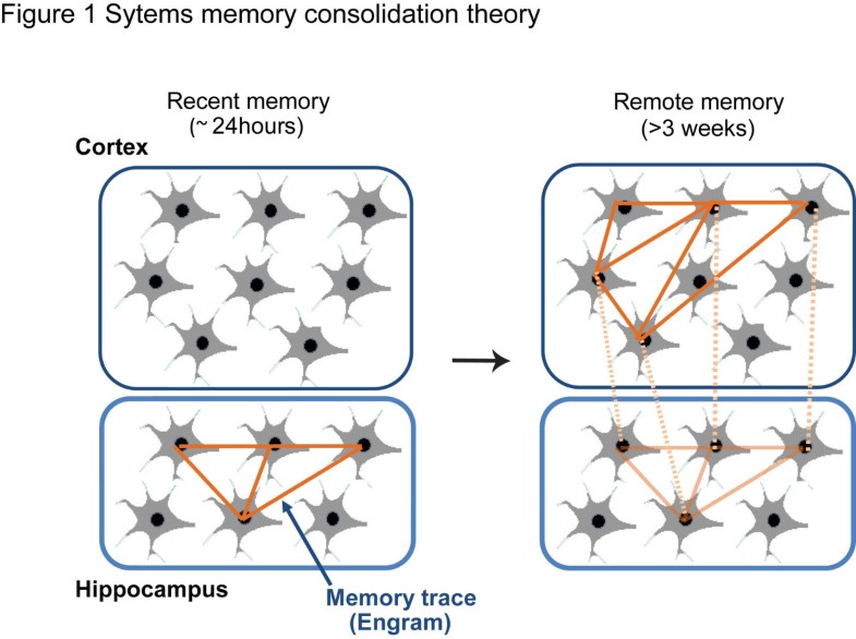 Catching the engram: strategies to examine the memory trace | Molecular Brain | Full Text